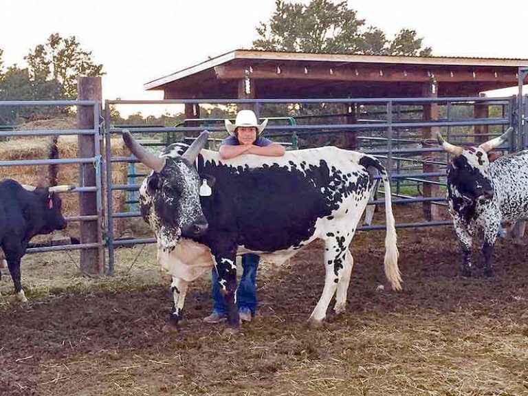 Budding star scoring high in bull riding - Navajo Times
