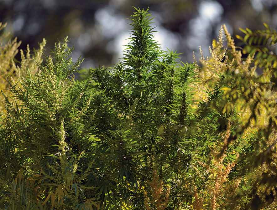 ‘Marijuana’ definition changed, making Benally’s product illegal ...