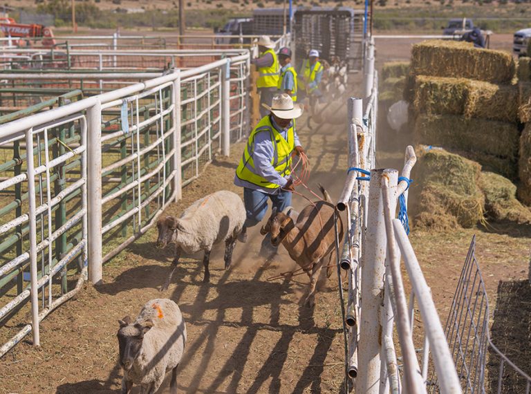 Livestock return brings relief, raises long-term questions for Diné ...